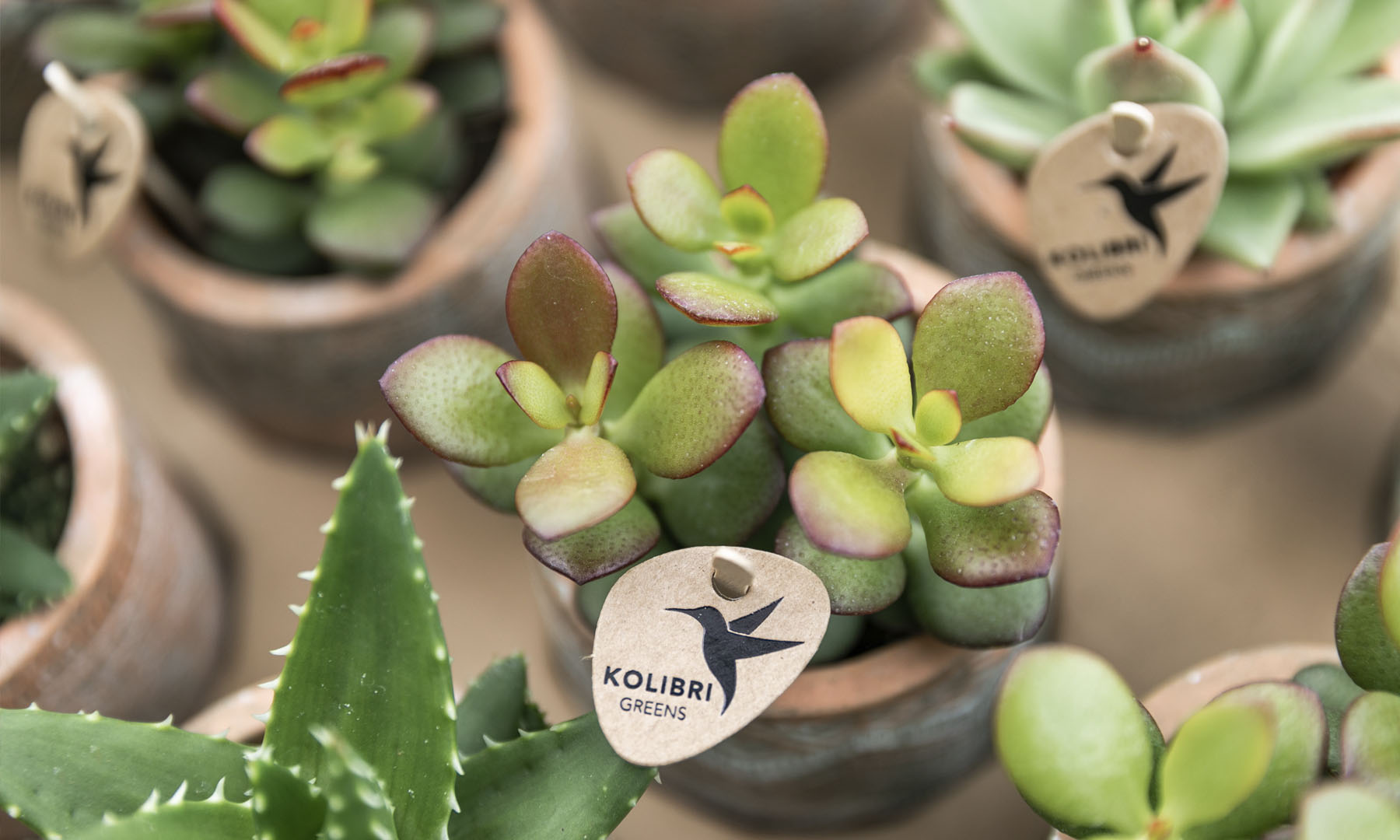 OK Plant puts orchids in the spotlight - Floréac