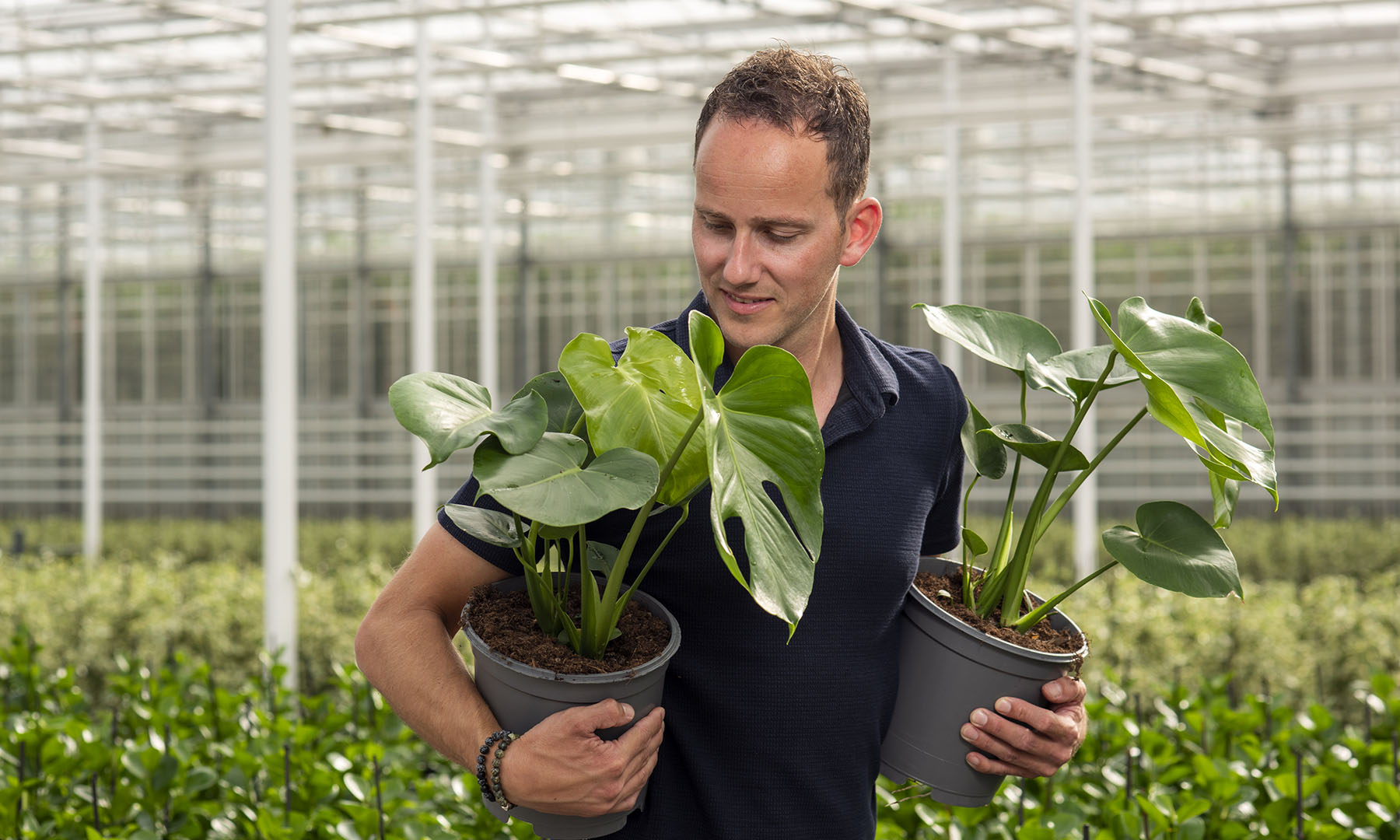 Plantanious Persoon nursery: always one step ahead with smaller CO2 footprint - Floréac