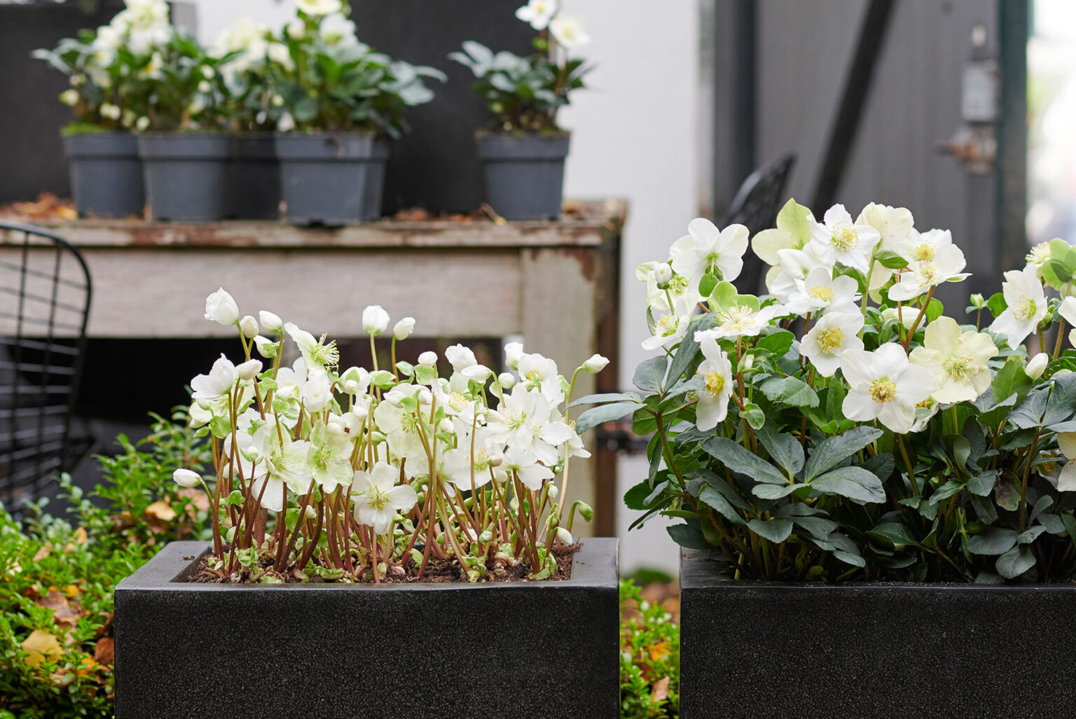 Homepage - Floréac Innovating Horticulture Together